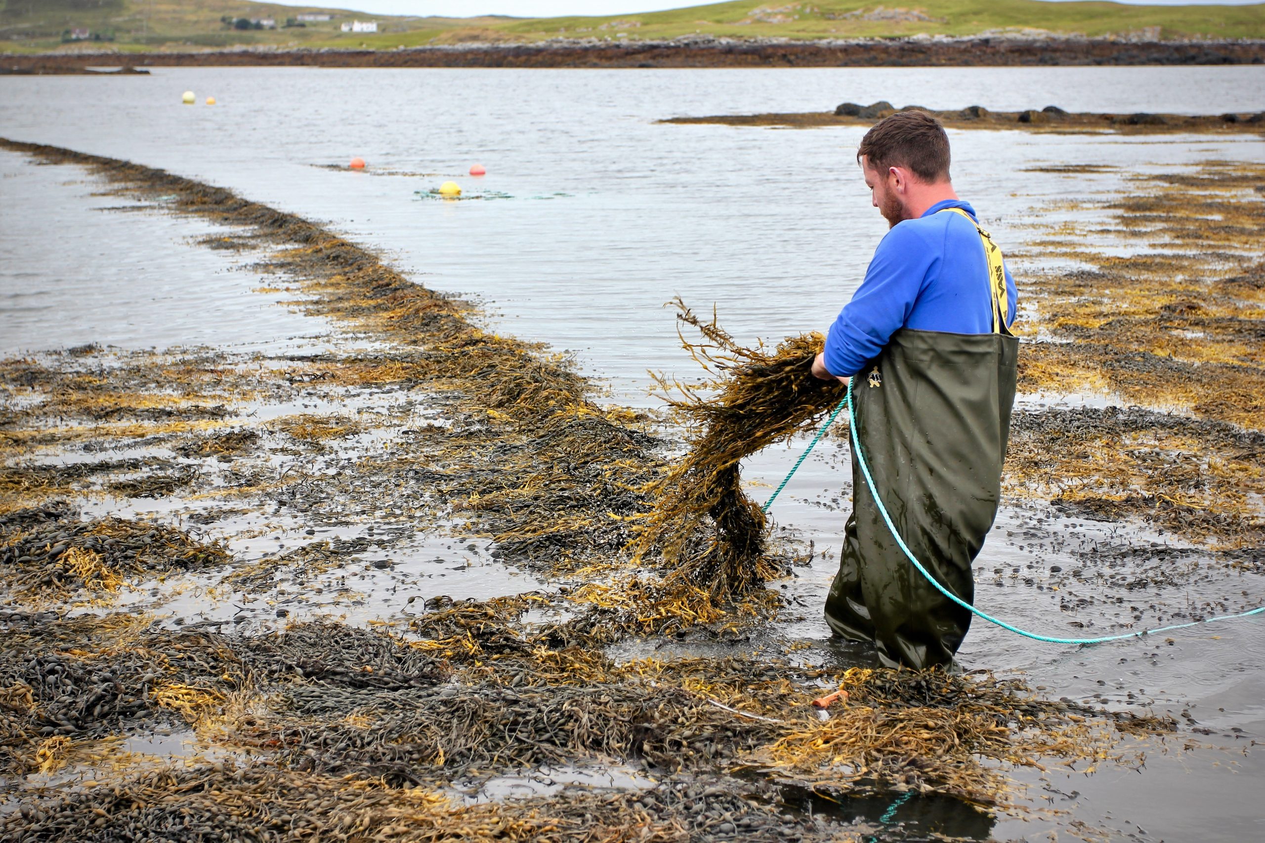 Scottish Seaweed Harvesting ǀ Join the Uist Asco Harvest